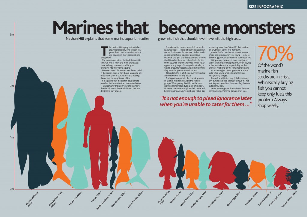 Adult sizes of popular fish species - INJAF