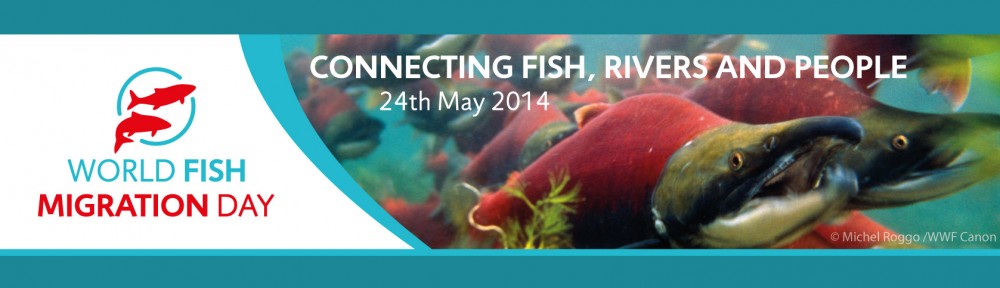 World Fish Migration Day - 24th May 2014 - INJAF