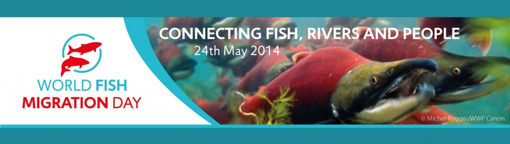 World Fish Migration Day - 24th May 2014 - INJAF
