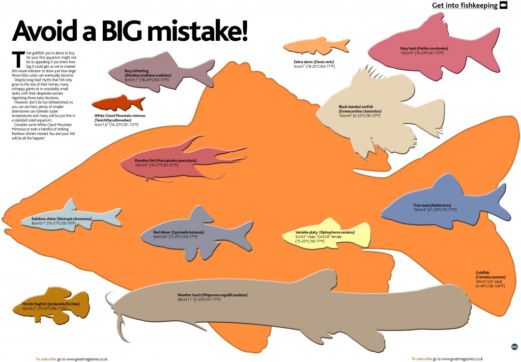 Adult sizes of popular fish species - INJAF
