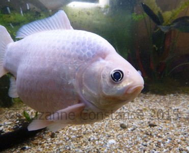 Adult sizes of popular fish species - INJAF