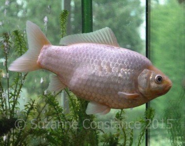 Goldfish and their diet - INJAF